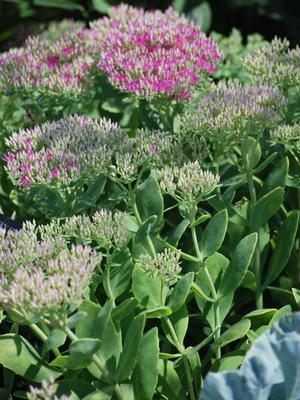 Sedum spectabile 'Neon' (Stonecrop) – Perennial Farm Marketplace