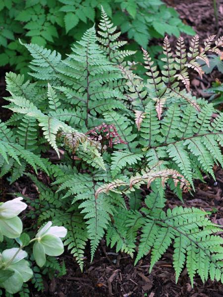 Athyrium otophorum (Limelight Lady Fern) – Perennial Farm Marketplace