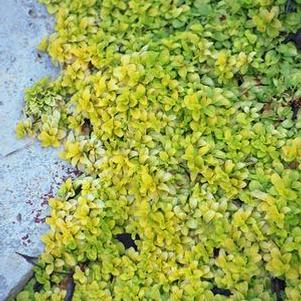 Golden Creeping Speedwell (Veronica repens 'Sunshine') – Perennial Farm ...