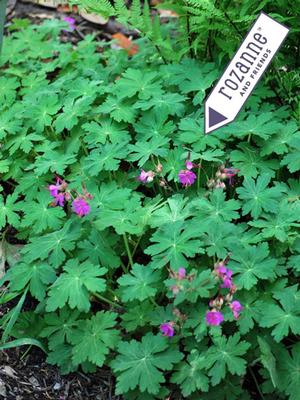 Geranium macrorrhizum 'Bevan's Variety' (Bigroot Geranium) – Perennial ...