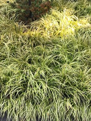 Golden Variegated Sweet Flag (Acorus gramineus 'Ogon') – Perennial Farm ...