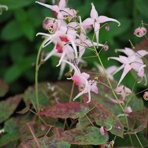Epimedium x 'Pink Champagne' (Barrenwort) – Perennial Farm Marketplace
