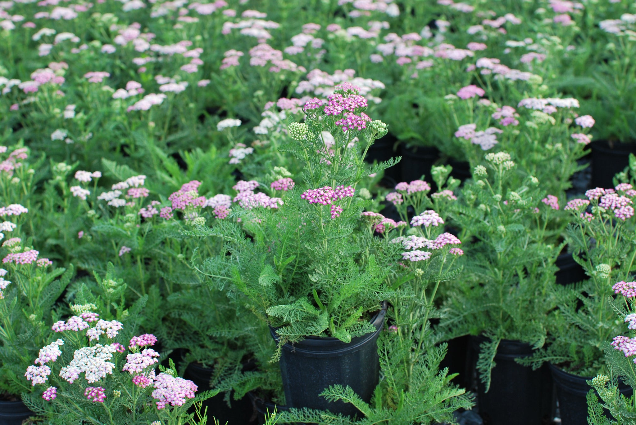 Achillea millefolium 'Oertel's Rose' (Yarrow) – Perennial Farm Marketplace