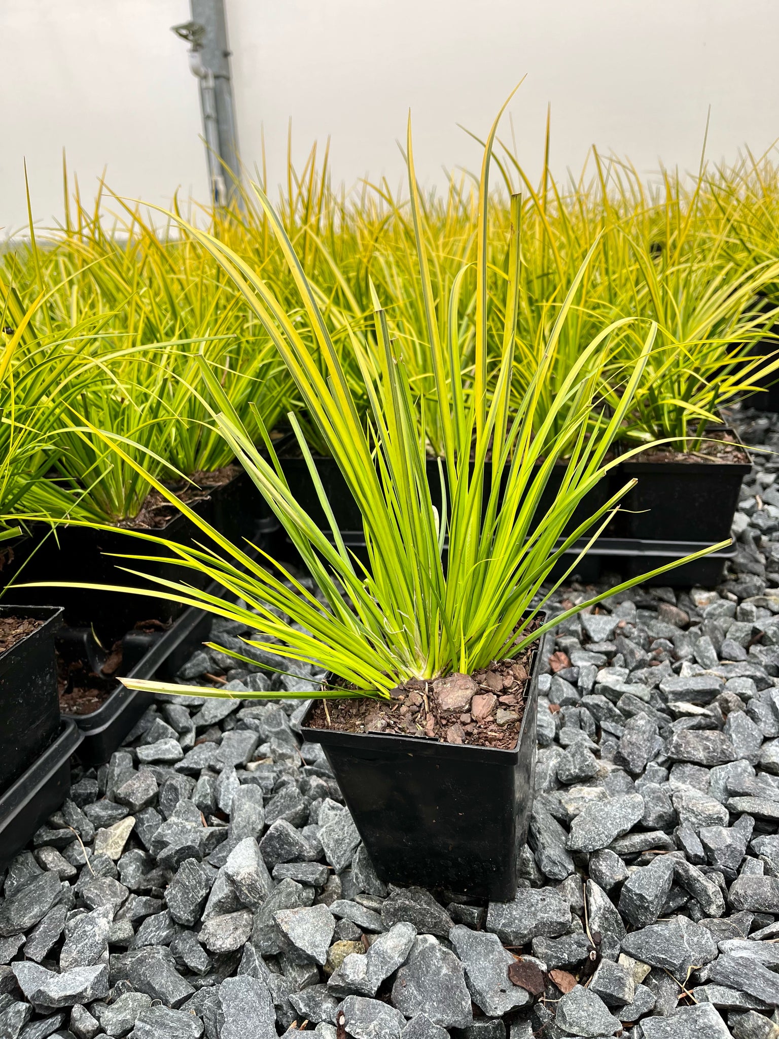 Golden Variegated Sweet Flag (Acorus gramineus 'Ogon') – Perennial Farm ...