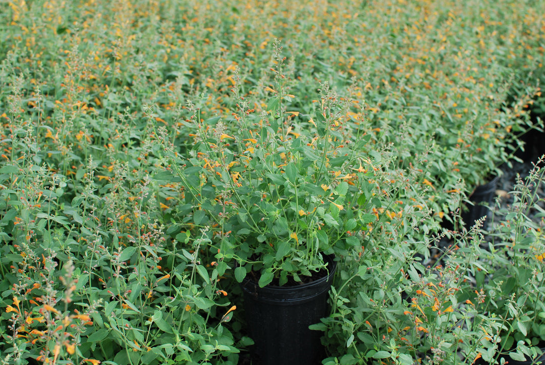 Agastache aurantiaca 'Tango' (Hummingbird Mint) – Perennial Farm ...