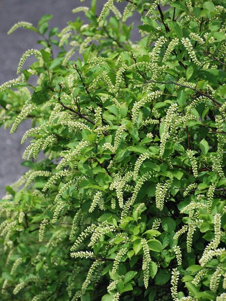 Itea virgincia Little Henry® (Dwarf Virginia Sweetspire) – Perennial ...