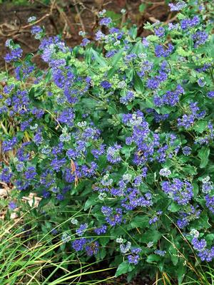 Caryopteris clandonensis 'Inoveris Grand Blue' (Bluebeard) – Perennial ...