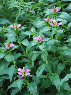 Pink Turtlehead (Chelone lyonii 'Hot Lips') – Perennial Farm Marketplace