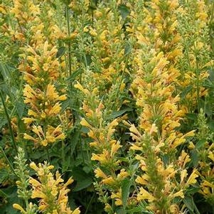 Agastache x Kudos™Yellow (Dwarf Hummingbird Mint) – Perennial Farm ...