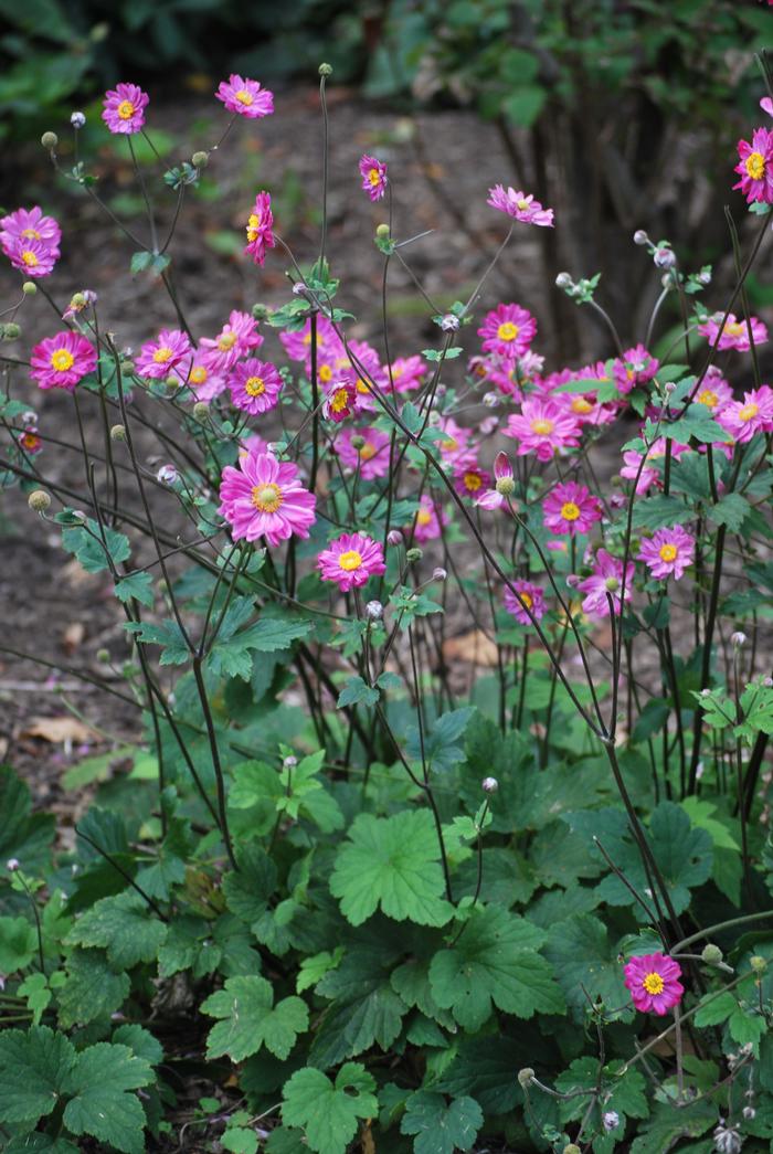 Anemone x hybrida 'Pamina' (Windflower) – Perennial Farm Marketplace