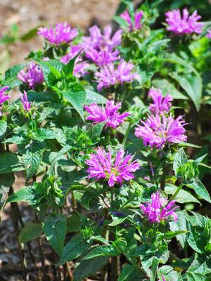 Monarda didyma 'Petite Delight' (Dwarf Bee Balm) – Perennial Farm ...
