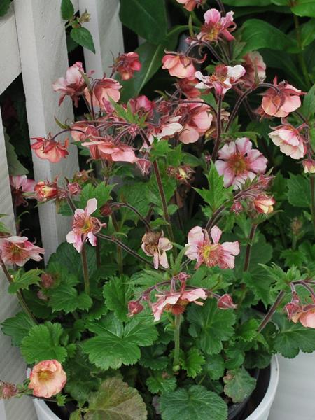 Geum Tempo ™Rose (Avens) – Perennial Farm Marketplace