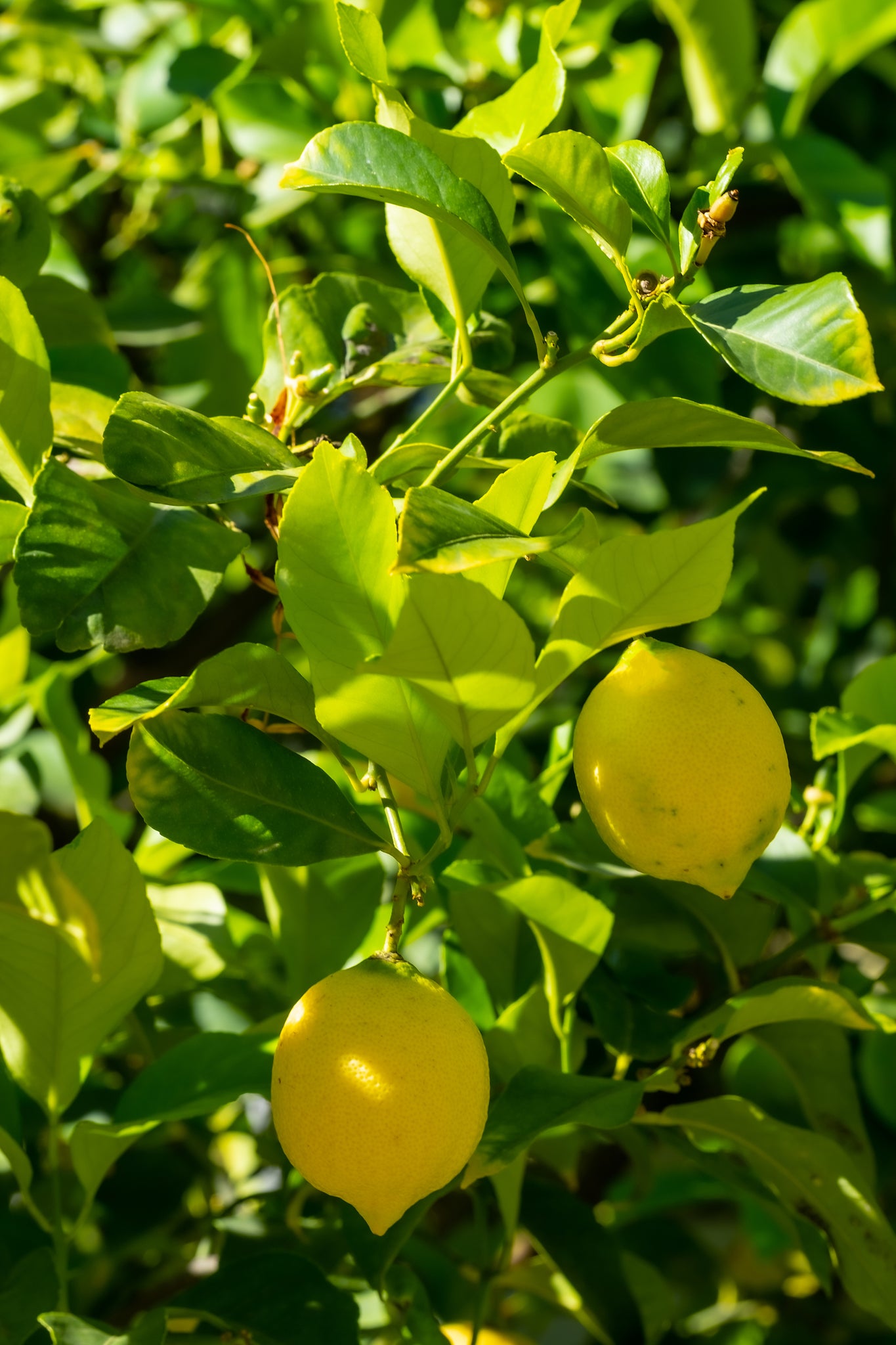 Meyer Lemon Shrub (Citrus limon 'Meyer') – Perennial Farm Marketplace