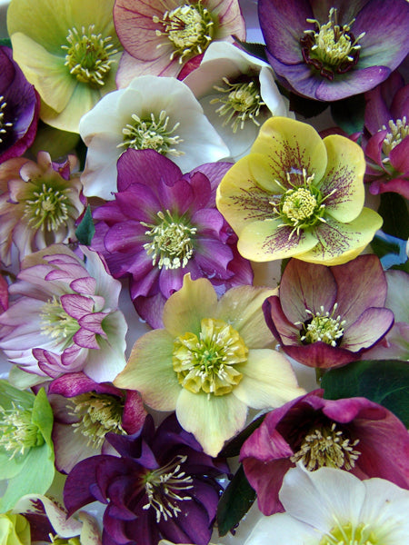 Helleborus orientalis 'Brandywine' (Lenten Rose) – Perennial Farm ...